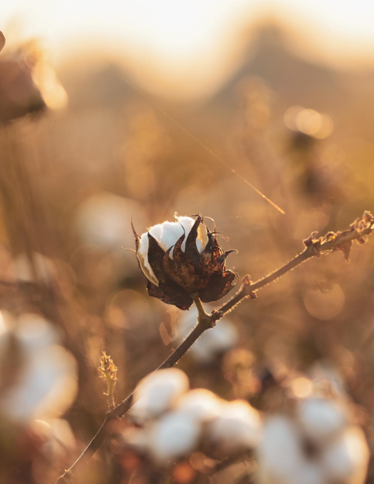 Functional shirt fabrics | BRENNET Online Shop